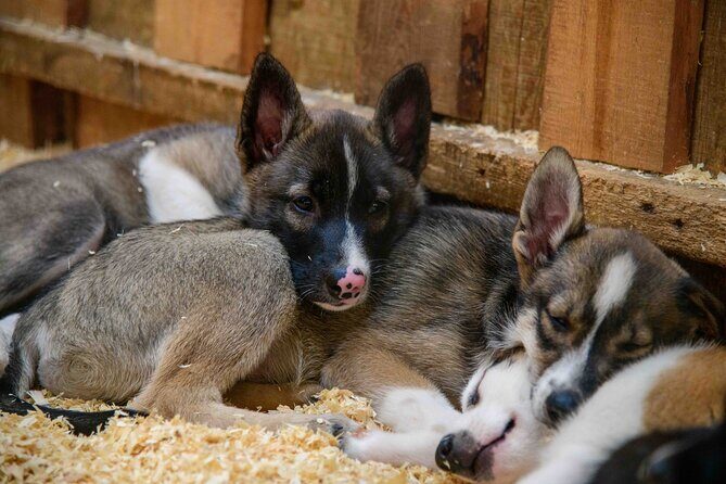 Musher's Camp and S'more Roasting Experience - Review of the Mushers Camp and Smore Roasting Experience in Skagway
