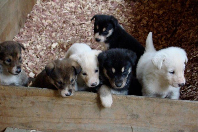 Musher's Camp and S'more Roasting Experience - FAQ