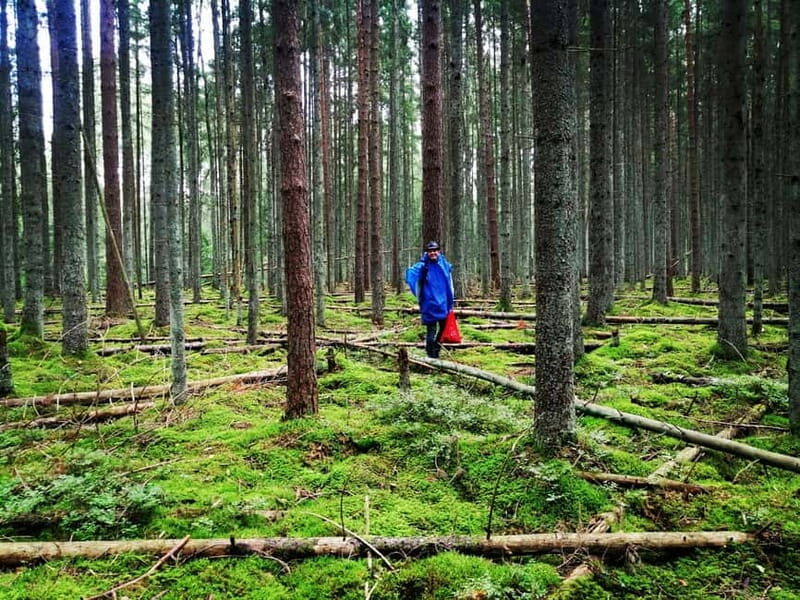 Mushroom picking in the forests near Riga - Key Points