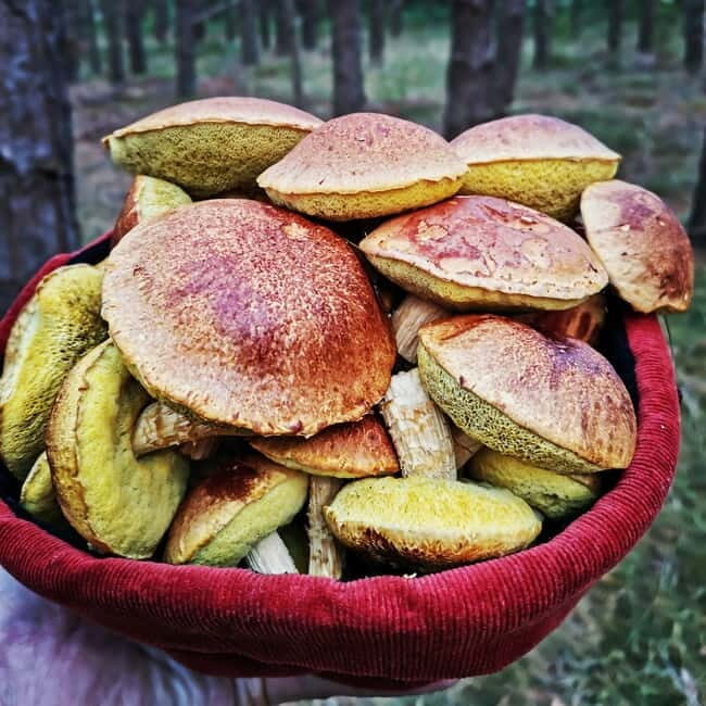 Mushroom picking in the forests near Riga - Exploring the Itinerary