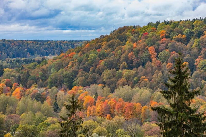 Mushroom picking in the forests near Riga - The Final Word: Is It Worth It?