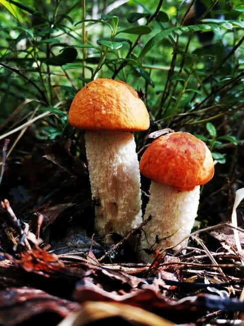 Mushroom picking in the forests near Riga - FAQ