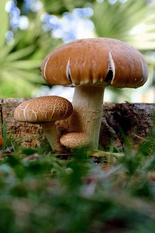 MUSHROOMS - An Authentic Mushroom Journey in Italy’s Aosta Valley