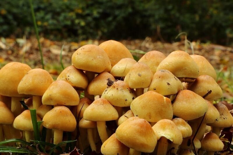 MUSHROOMS - The Itinerary: What to Expect During the Day