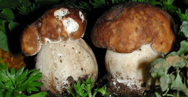 MUSHROOMS - Final Thoughts: Who is This Experience For?