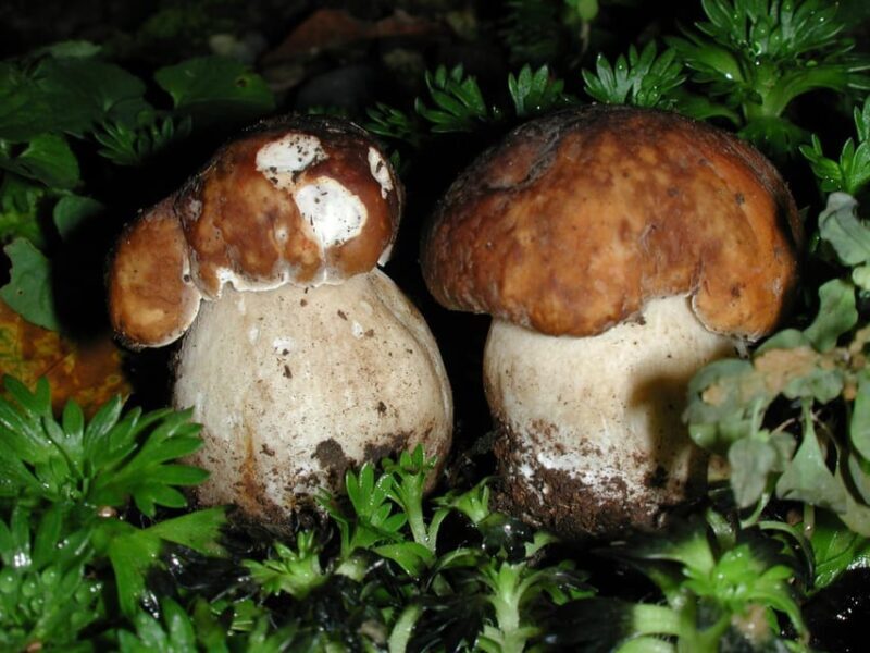 MUSHROOMS - FAQs