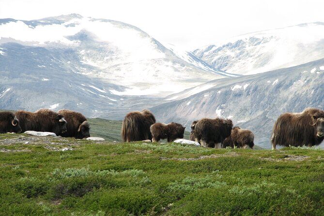 Muskox Safari from Hjerkinn | Dovre & Lesja Aktiv - A Deep Dive into the Muskox Safari Experience