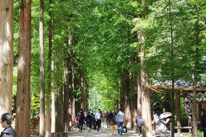 Muslim Tour (Nami Island + Petite France) - An In-Depth Look at the Tour Experience