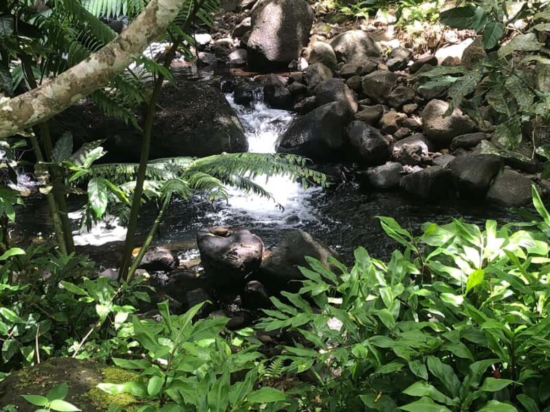 Must-Do : Nature, Culture & Moments Uniques MirimirI Tours - A Closer Look at the Raiatea Experience