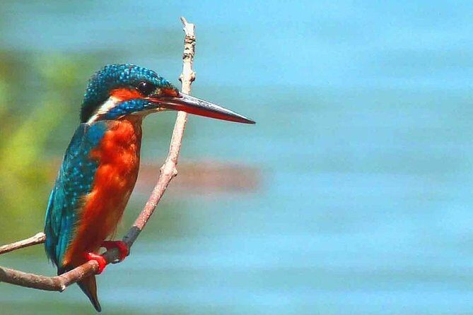Muthurajawela Bird Watching Boat Tour - An In-Depth Look at the Muthurajawela Bird Watching Boat Tour