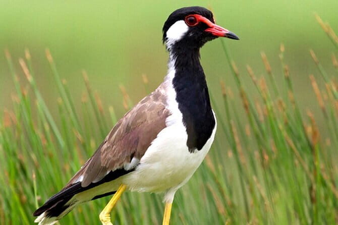 Muthurajawela Bird Watching Day Tour from Colombo or Negombo - Final Thoughts: Is it Worth It?