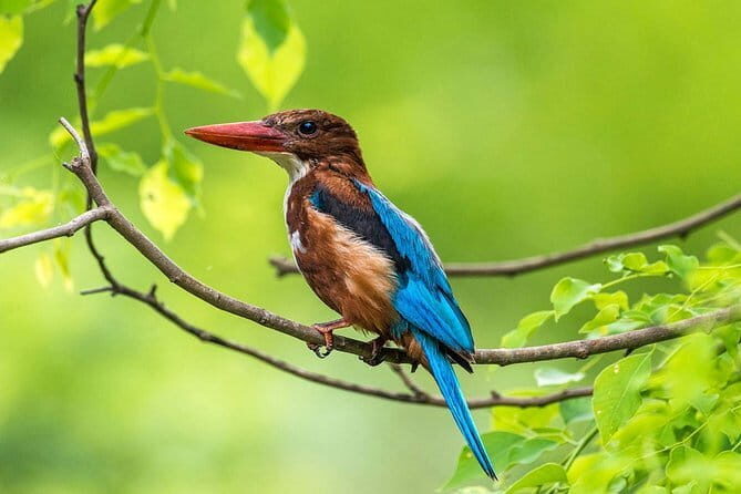 Muthurajawela Bird Watching Tour From Colombo & Negombo - Key Points