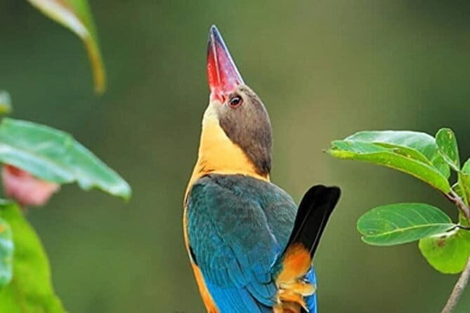 Muthurajawela Bird Watching Tour From Colombo & Negombo - A Closer Look at the Tour Experience