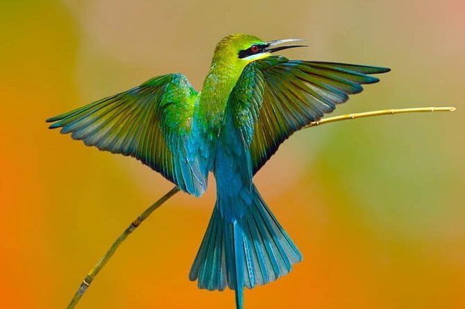 Muthurajawela Bird Watching Tour From Colombo & Negombo - An In-Depth Look at the Tour Experience