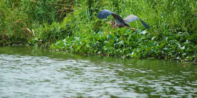Muthurajawela Bird Watching Tour from Negombo and Colombo - Key Points