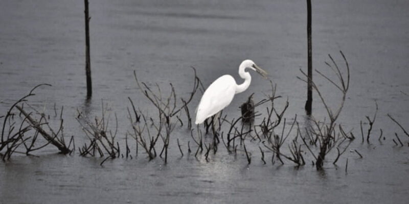 Muthurajawela Wetland: Birdwatching Expedition by Boat - Why Visit Muthurajawela Wetlands?
