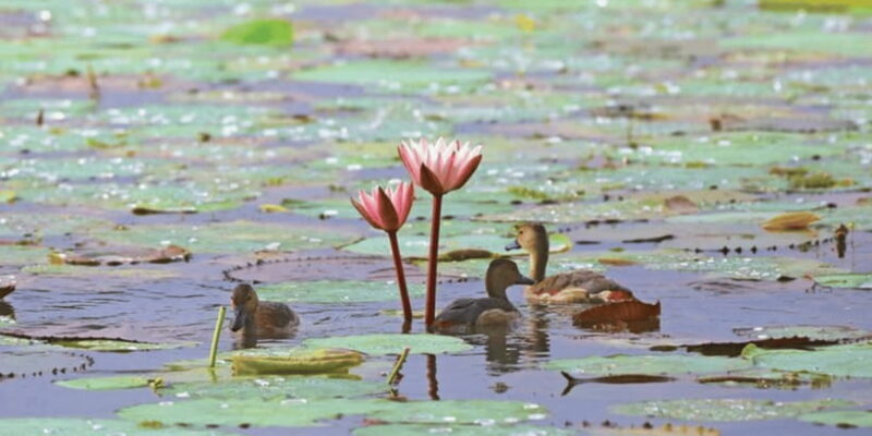 Muthurajawela Wetland: Birdwatching Expedition by Boat - Practical Tips for Travelers