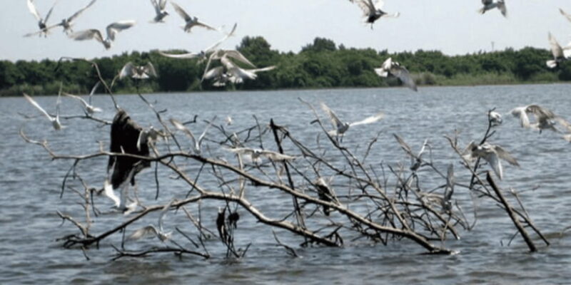 Muthurajawela Wetland: Birdwatching Expedition by Boat - FAQs