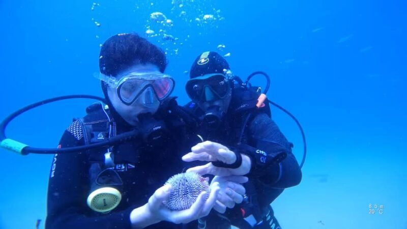 My first scuba dive in the Ocean from Madeira - The Sum Up