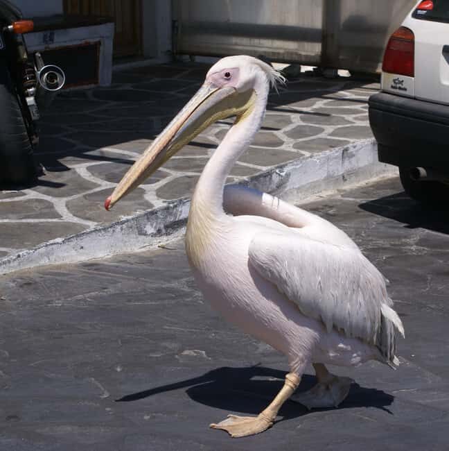 Mykonos: Cruise Ship Terminal Pickup & Sightseeing Tour - Seamless Pickup and Early Stroll in Mykonos Town