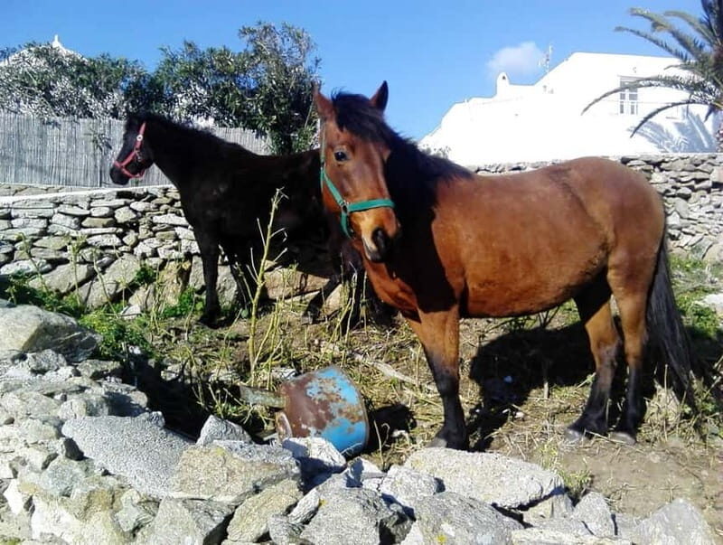 Mykonos Family Jeep Adventure: Farm, Winery and Beach Fun - An Authentic, Personal Tour Approach