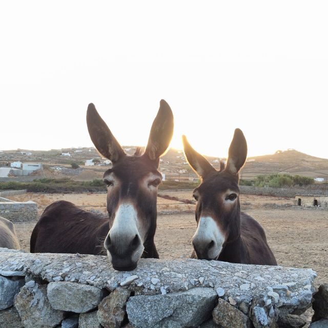 Mykonos: Full-Day Sightseeing Tour with Lunch - Final Thoughts