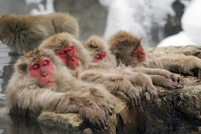 Myoko and Madarao Day Tour Snow Monkeys, Zenkoji and Sake - Key Points