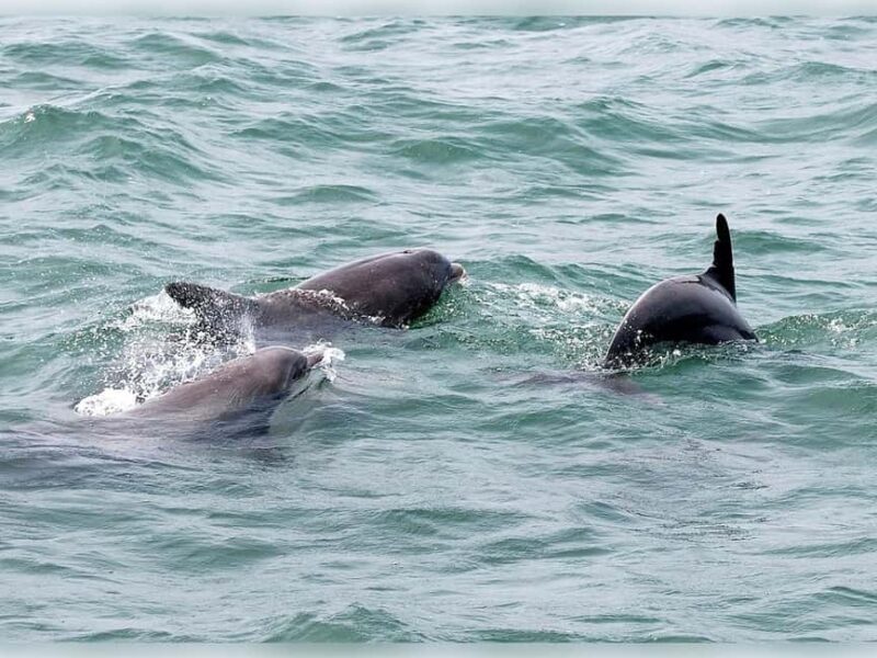 Myrtle Beach: Dolphin Cruise on the Sea Screamer - Authentic Marine Encounters