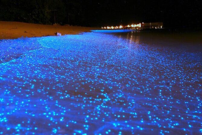 Mystical Nights: Fireflies & Blue Tears Adventure - An In-Depth Look at the Mystical Nights Tour