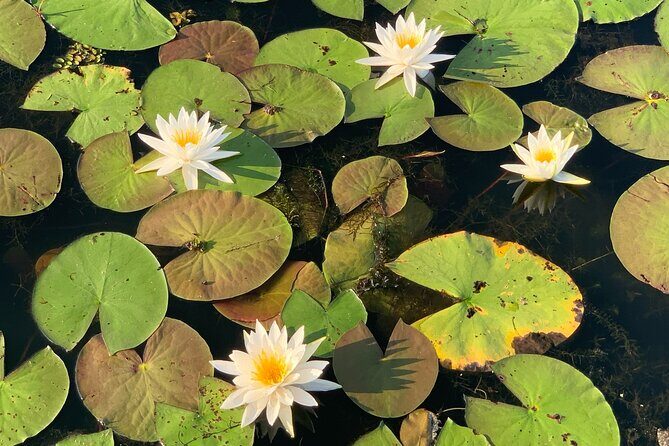 Mystical Private Kayak and Canoe Tours on Caddo Lake - Exploring Caddo Lake: A Closer Look