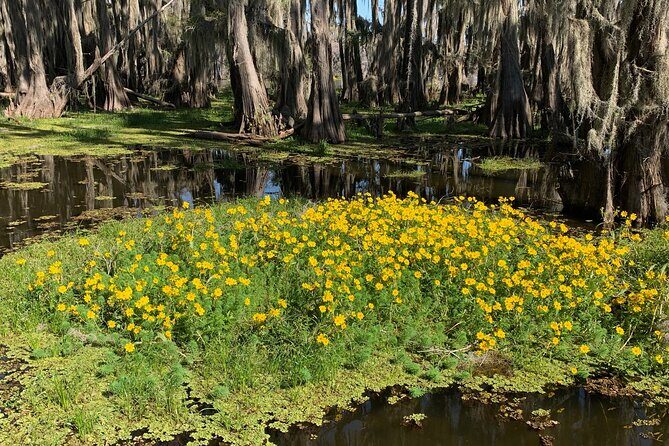 Mystical Private Kayak and Canoe Tours on Caddo Lake - Authenticity, Tips, and What to Bring