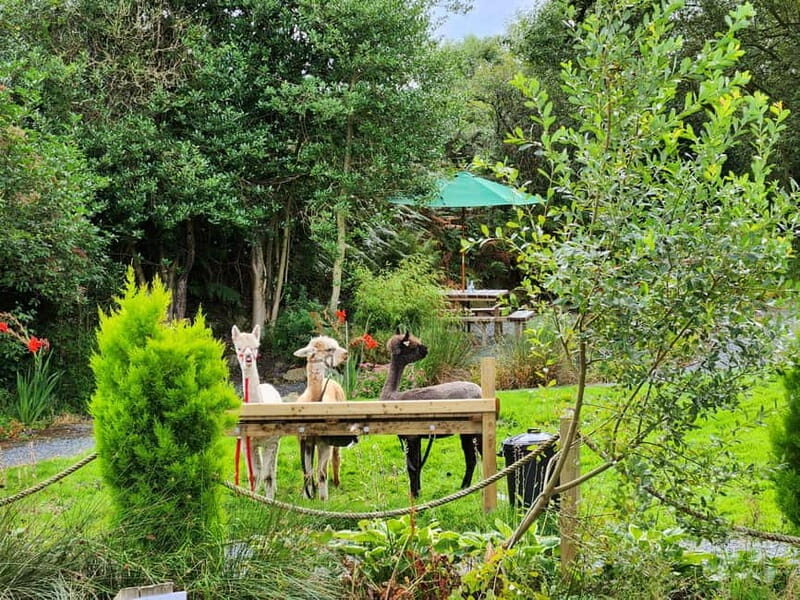 N. Ireland: Award Winning Guided Scenic Alpaca Trekking - What You Can Expect from This Alpaca Trekking Tour