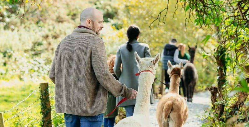 N. Ireland: Award Winning Guided Scenic Alpaca Trekking - The Itinerary Breakdown