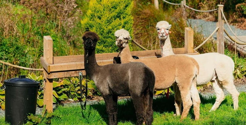 N. Ireland: Award Winning Guided Scenic Alpaca Trekking - Practical Tips for Visiting