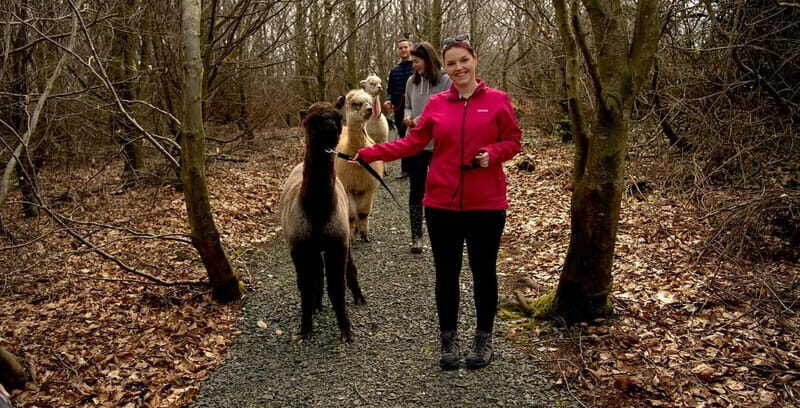 N. Ireland: Award Winning Guided Scenic Alpaca Trekking - FAQs
