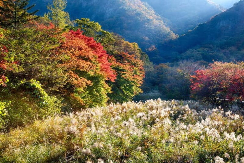 Naejangsan: Highlight of a Korean Autumn Day Trip from Busan - Key Points