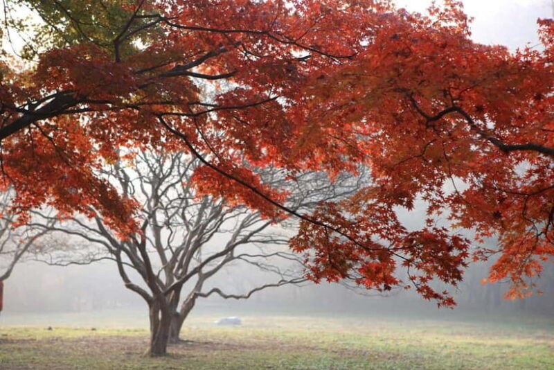 Naejangsan: Highlight of a Korean Autumn Day Trip from Busan - Practical Tips for Travelers