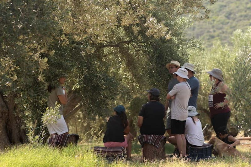 Nafplio: Olive Oil Estate Tour and Tasting - A Deep Dive into the Olive Oil Estate Tour Experience