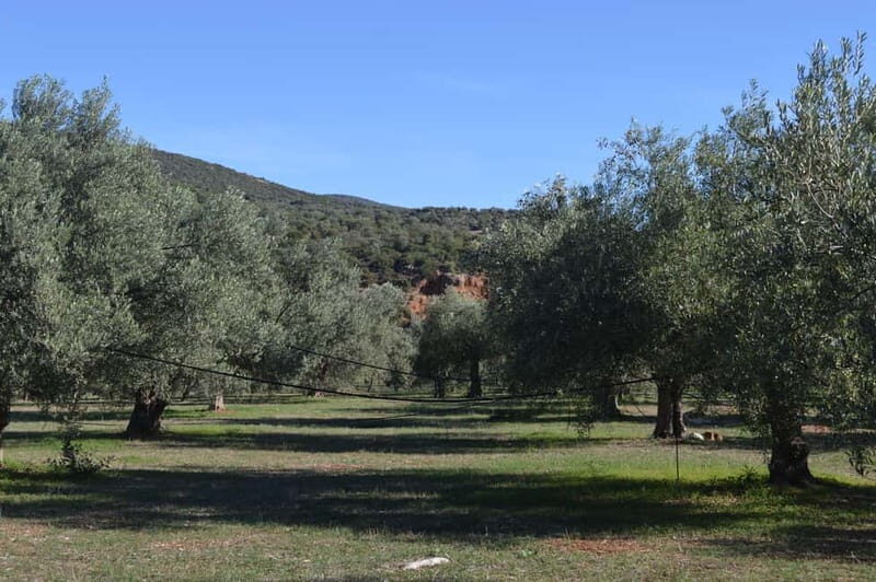 Nafplio: Olive Oil Estate Tour and Tasting - What Travelers Say