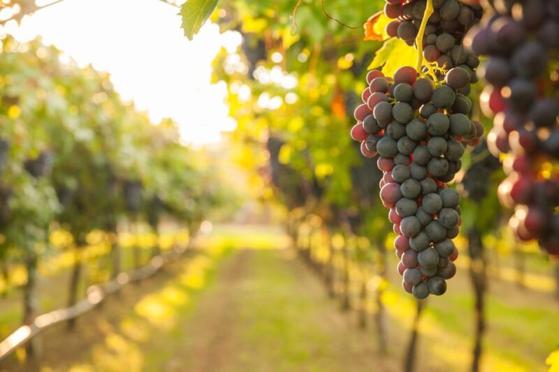 Nafplion: Nemea Vineyards Wine Tour - The Sum Up: Who Will Love This Tour?