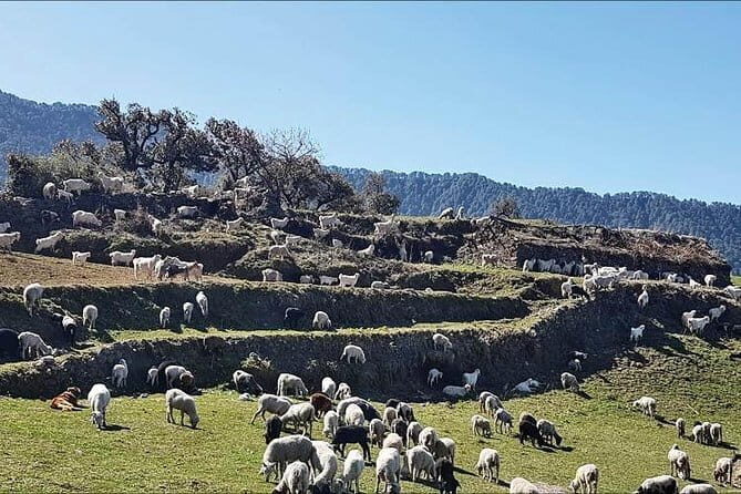 Nag tibba Trek - The Itinerary in Detail