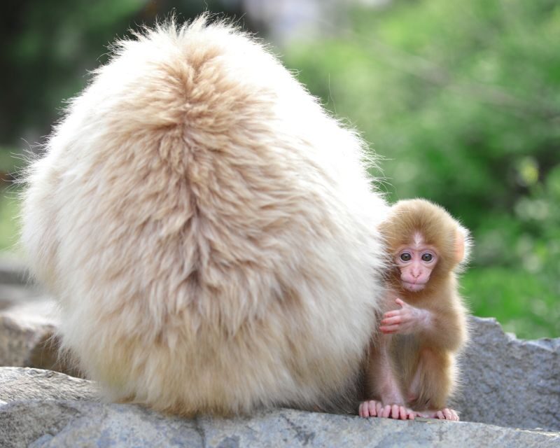 Nagano: 1-Day Snow Monkey & Cherry Blossom Tour in Spring - Key Points