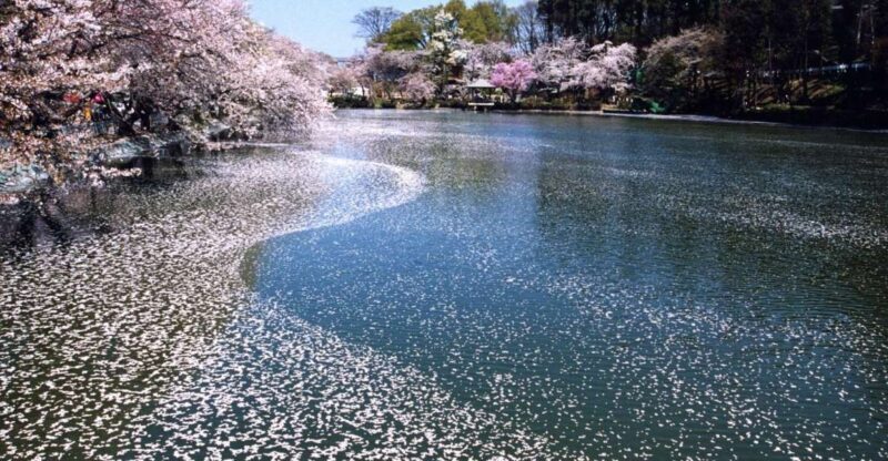 Nagano: 1-Day Snow Monkey & Cherry Blossom Tour in Spring - An Authentic Look at Naganos Natural Charm