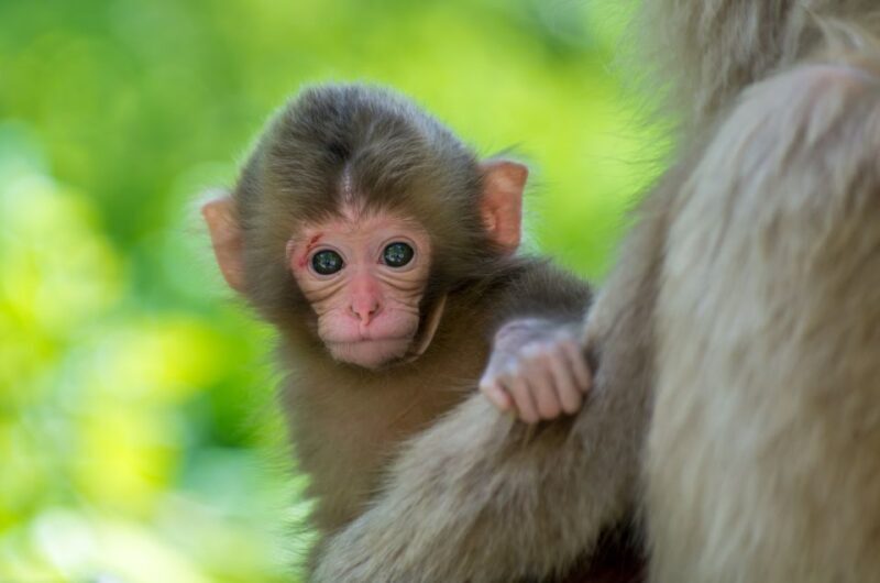 Nagano: 1-Day Snow Monkey & Cherry Blossom Tour in Spring - What’s Included and What to Consider