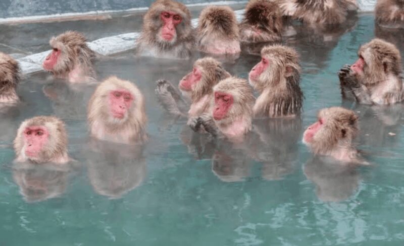 Nagano Full Day Private Tour: Zenkoji Temple, by Car - A Well-Designed Itinerary for Curious Travelers