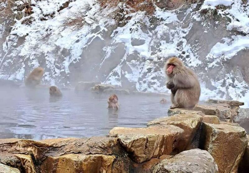 Nagano Highlights Day Tour with Snow Monkeys - Key Points