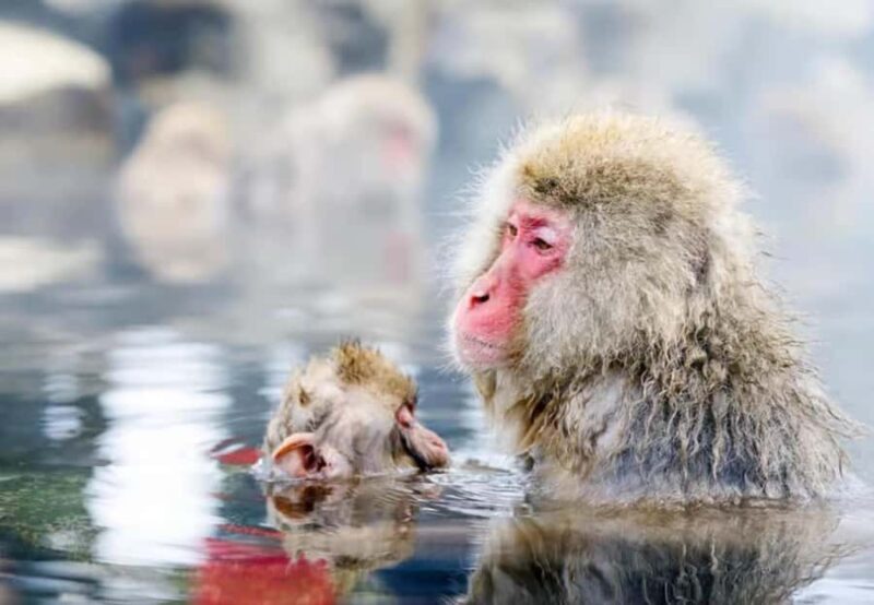 Nagano Highlights Day Tour with Snow Monkeys - Discovering Nagano in a Day: What You Can Expect