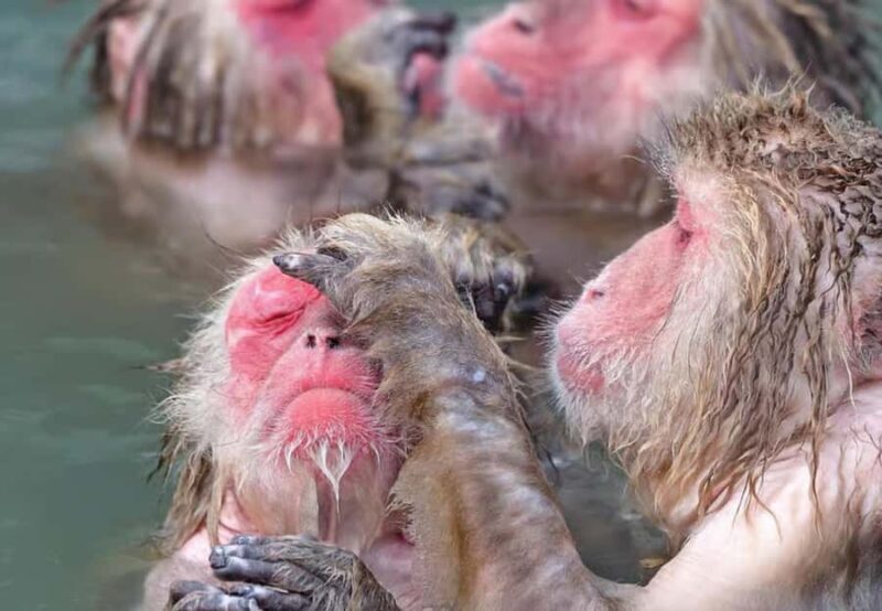 Nagano Highlights Day Tour with Snow Monkeys - FAQ