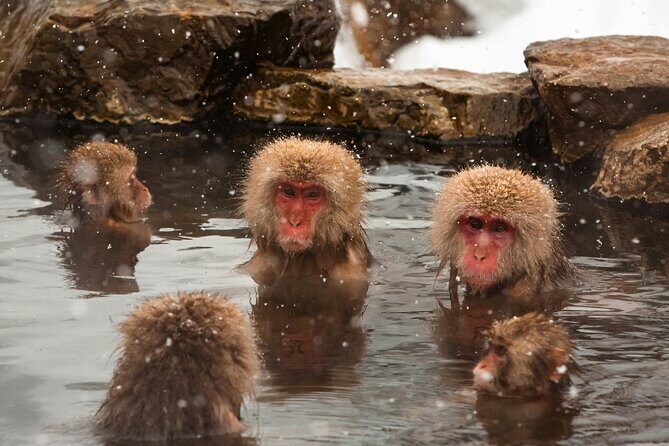 Nagano Highlights Snow Monkeys Nozawa Onsen and Zenkoji Temple - The Itinerary: What Makes Each Stop Special