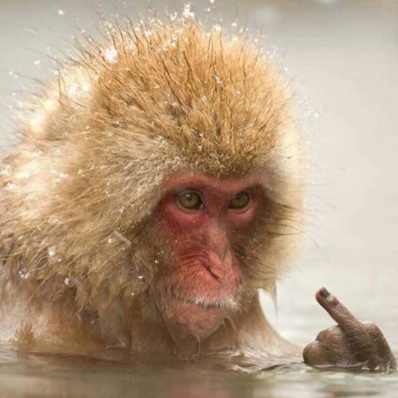 Nagano: Private Guided Tour Snow Monkeys & Zenkoji Temple - A Deep Dive into the Experience